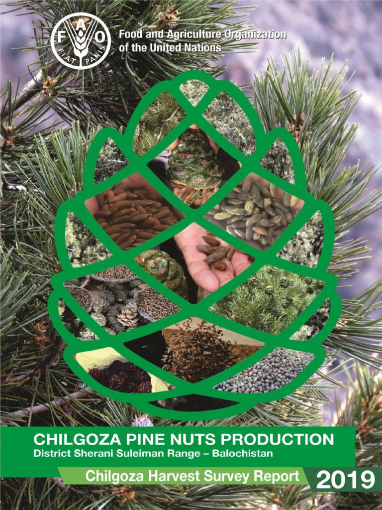 Chilgoza Nuts Production Survey in Suleiman Range Balochistan | PDF ...