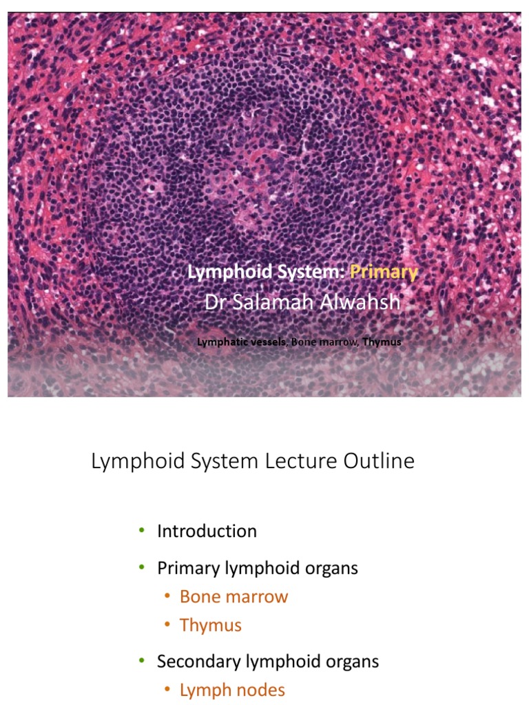 Lymphoid System Primary Organ Lecture | PDF | Lymphatic System | Thymus