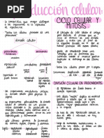 Mapa Conceptual 5. Ciclo y Division Celular | PDF | Mitosis | Mitosis