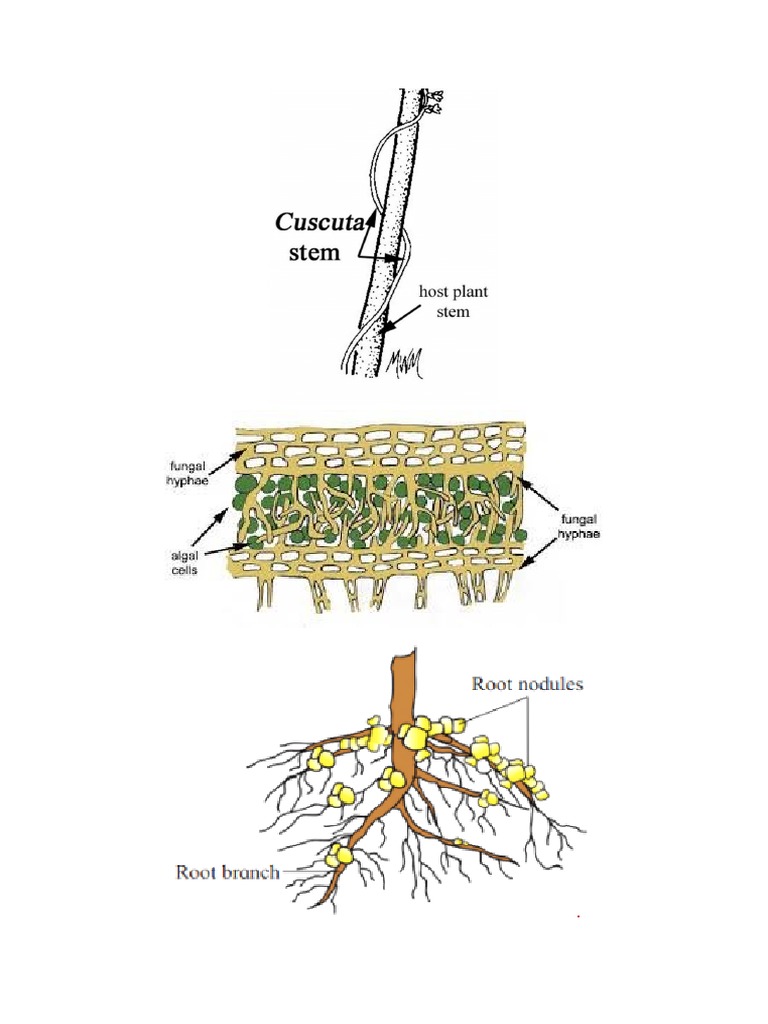 Cuscuta, Nodule, Lichen | PDF | Plants | Root