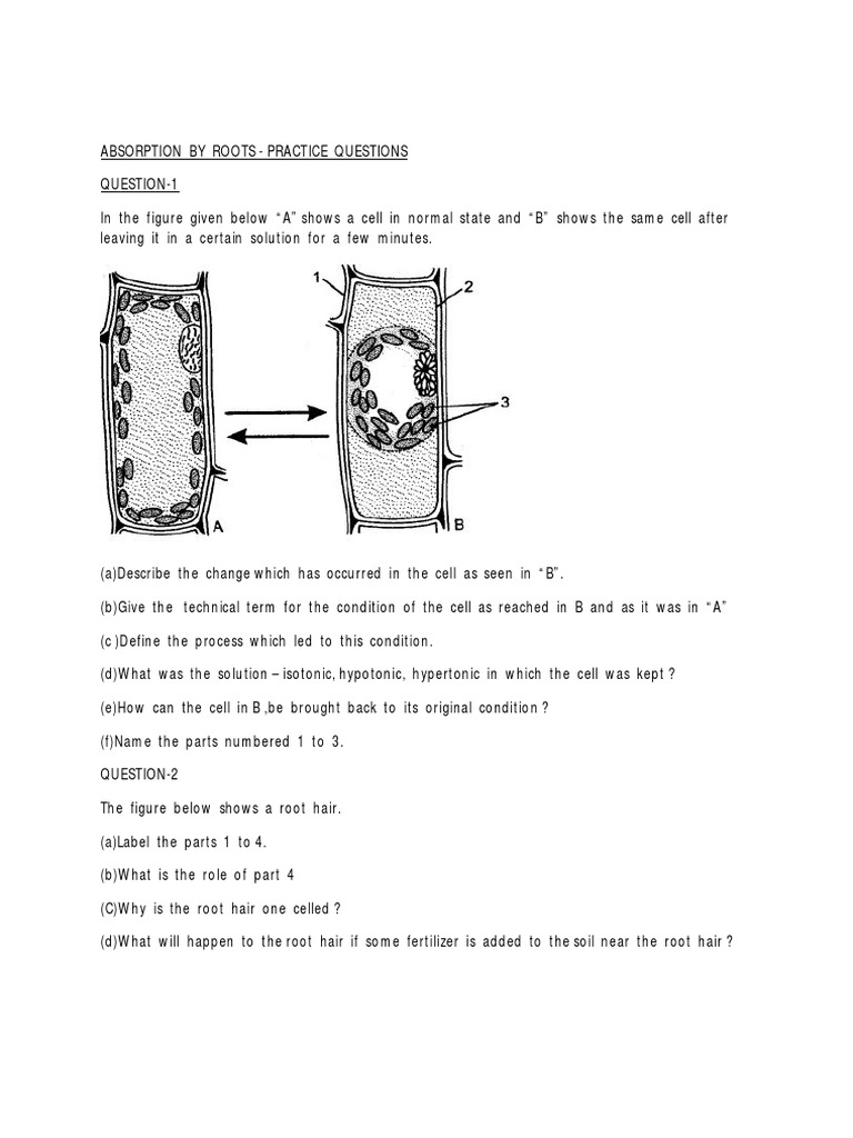 Absorption by Roots Practice Questions 10 A B C D | PDF | Branches Of ...