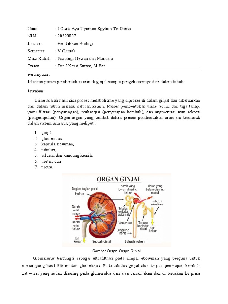 Proses Pembentukan Urin di Ginjal | PDF