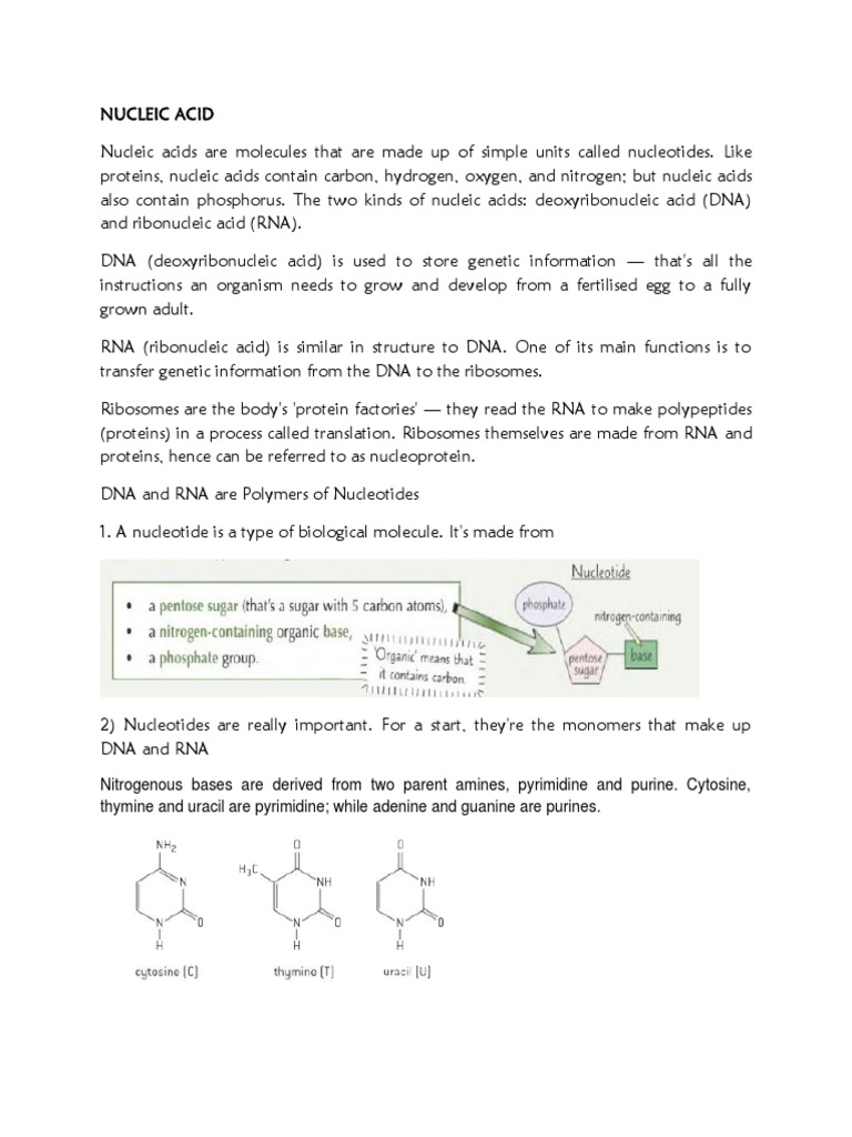 Nucleic Acid | PDF