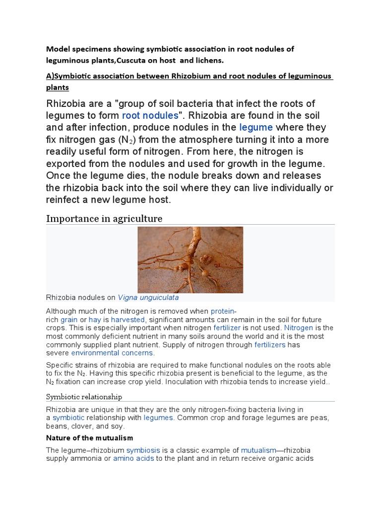 Model Specimens Showing Symbiotic Association in Root Nodules of ...