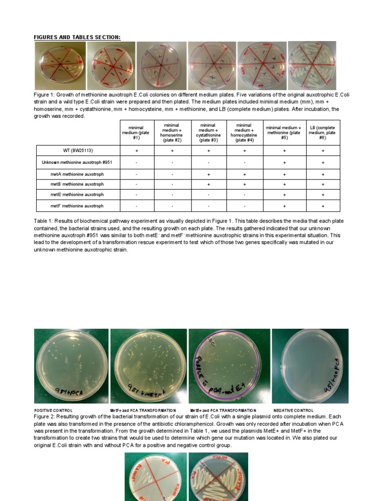 Figuresand Tables Sectionfor Biol 207 Lab Report | PDF | Transformation ...