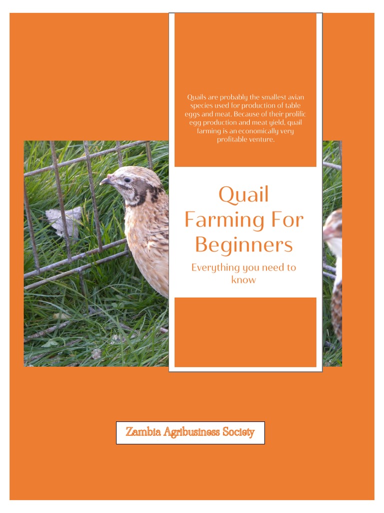 Quail-Farming-For-Beginner Guide | PDF | Egg As Food | Poultry