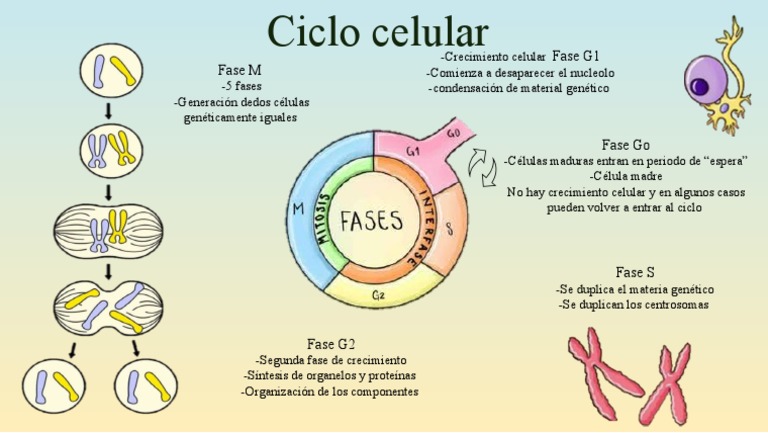Ciclo Celular: Fases y Procesos Clave | PDF