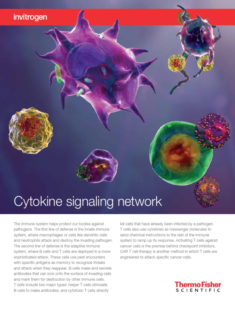 Cytokine Signaling Network Poster | PDF | Immune System | Interleukin 10