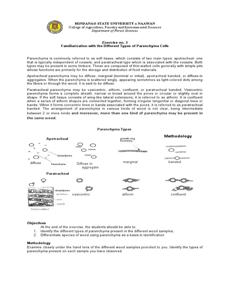 Types of Parenchyma in Wood | PDF | Tissue (Biology) | Wood