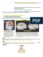 Le Cortex Moteur et ses Fonctions | PDF | Cortex cérébral | Nerf