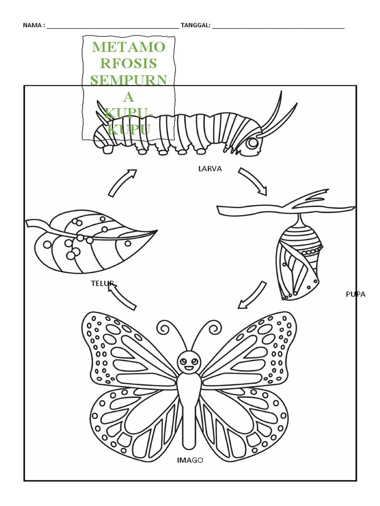 Coloring Metamorphosis | PDF