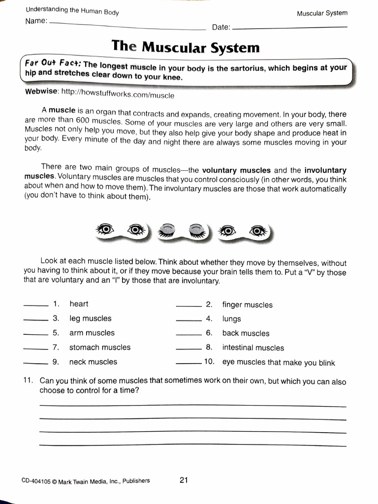 Muscular System | PDF | Skeletal Muscle | Organ (Anatomy)