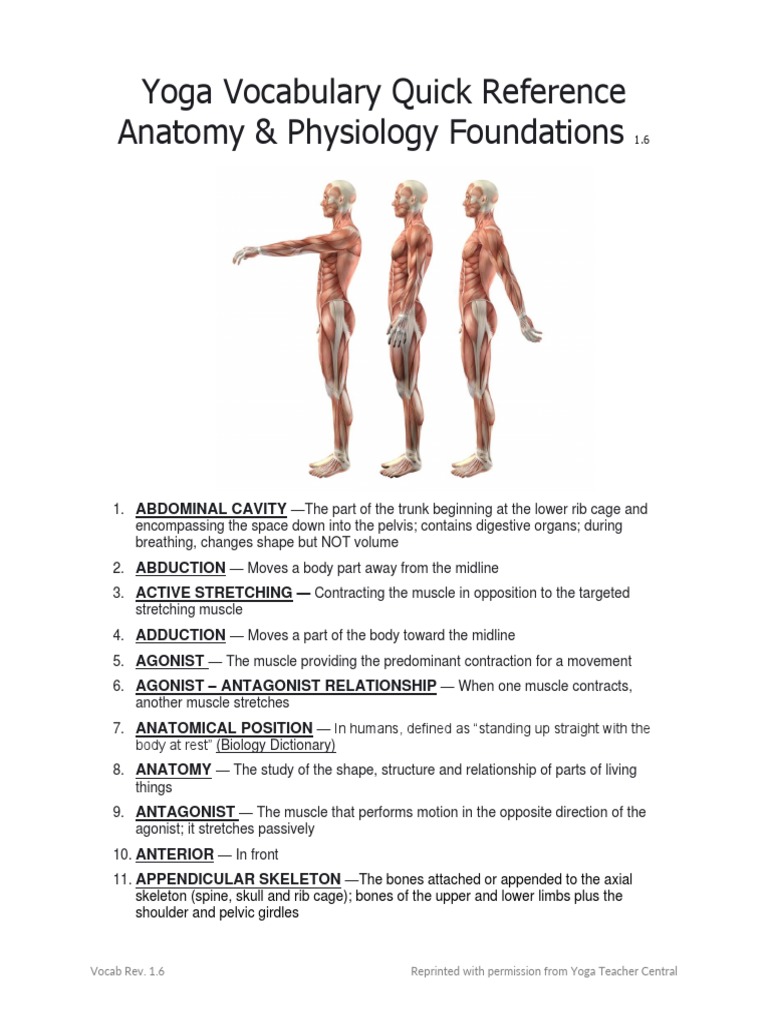 Vocab Anatomy Foundations 1.6 | PDF | Spinal Cord | Vertebral Column