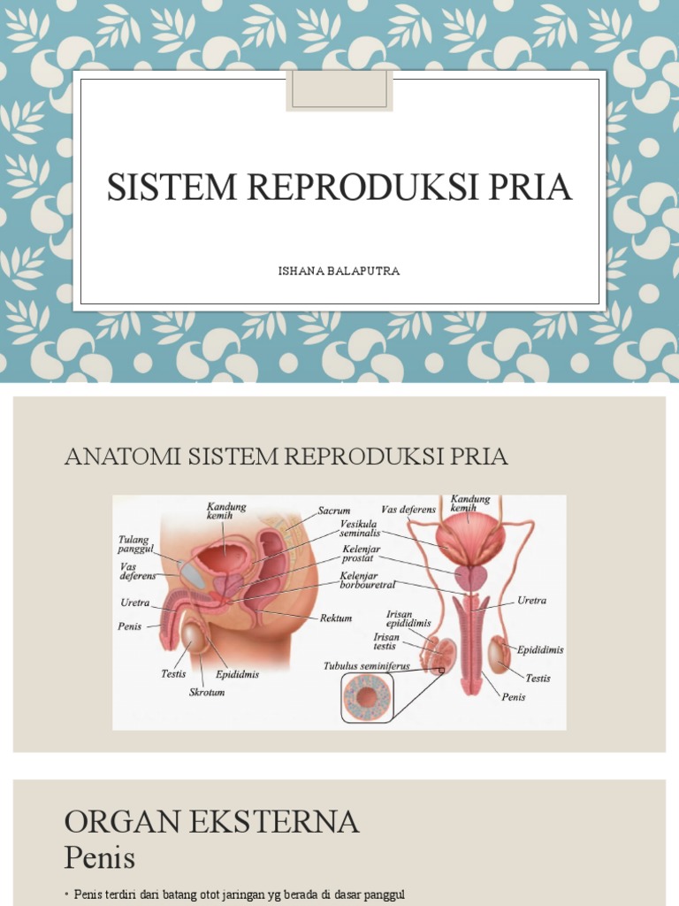 4 Sistem Reproduksi Pria | PDF
