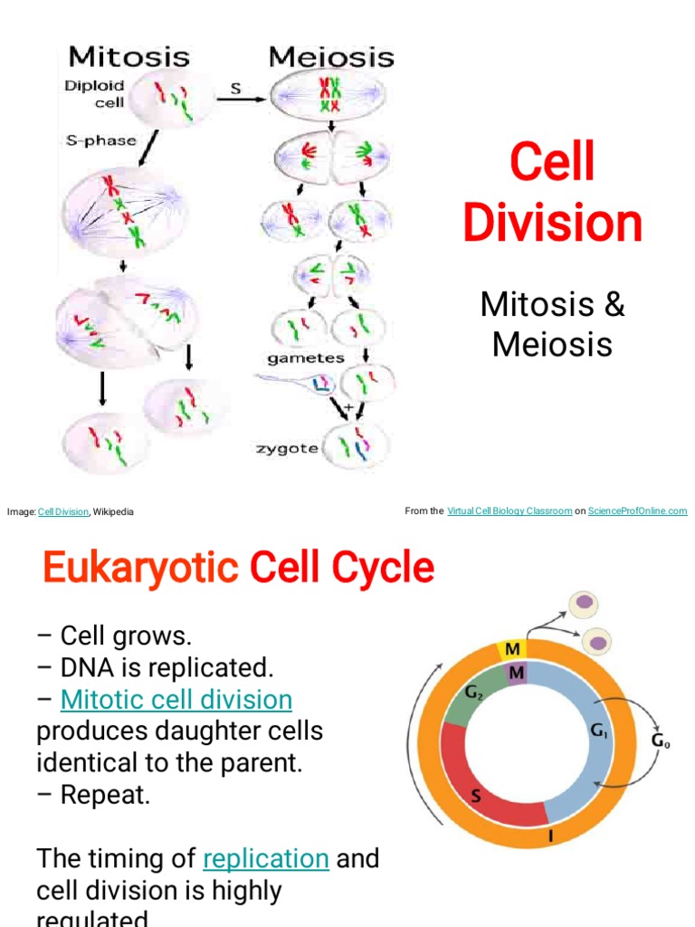 3.4.) Cell Division, Mitosis and Meiosis (BIO40) | PDF | Mitosis | Ploidy