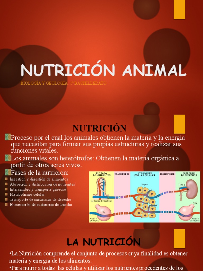 Nutrición Animal Def | PDF | Corazón | Sistema circulatorio