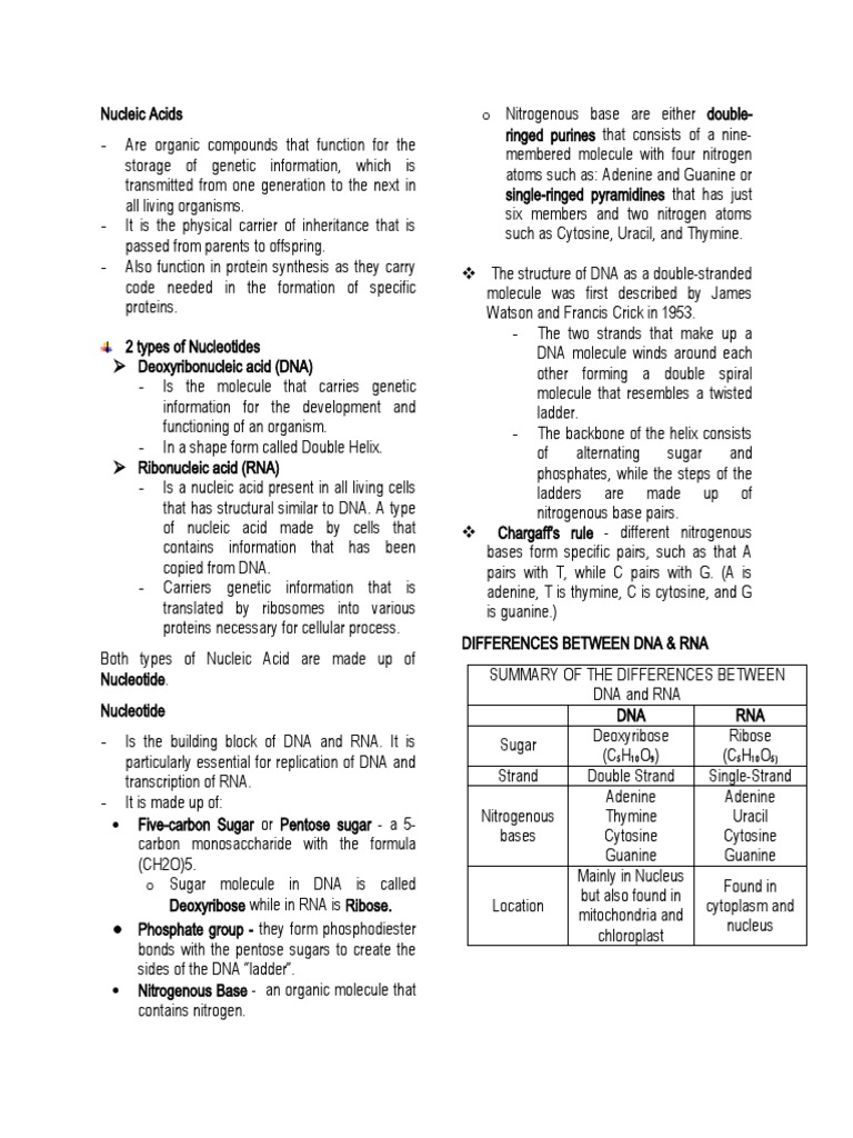 Nucleic Acids Fact Sheet | PDF | Nucleic Acids | Dna