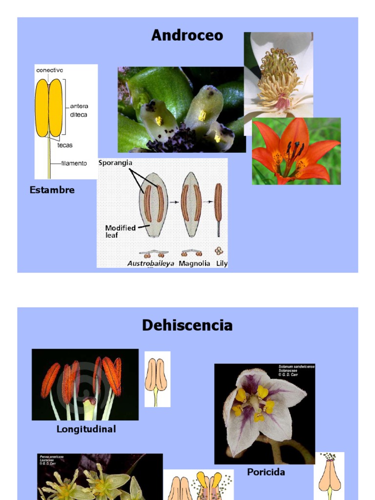 Cap. IV Bo - 4. Androceo | PDF