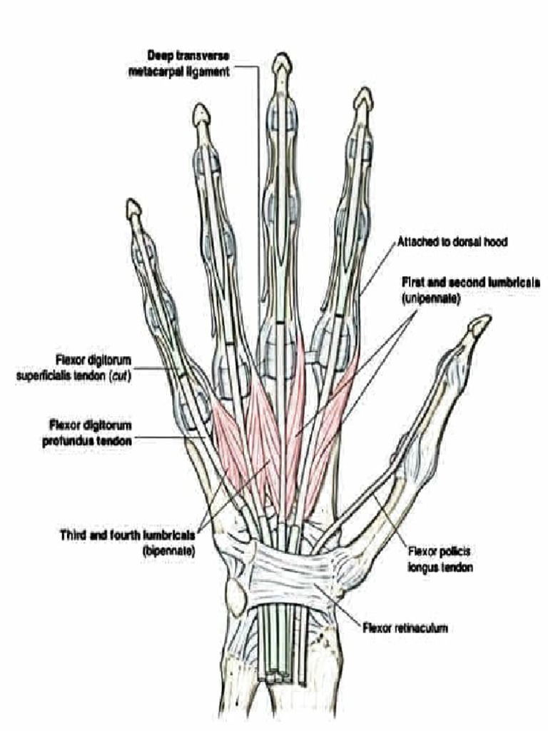 Medical Notes - Nerves (With Images) | PDF | Anatomy | Soft Tissue