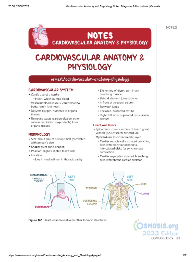 Cardiovascular Study Guide | PDF