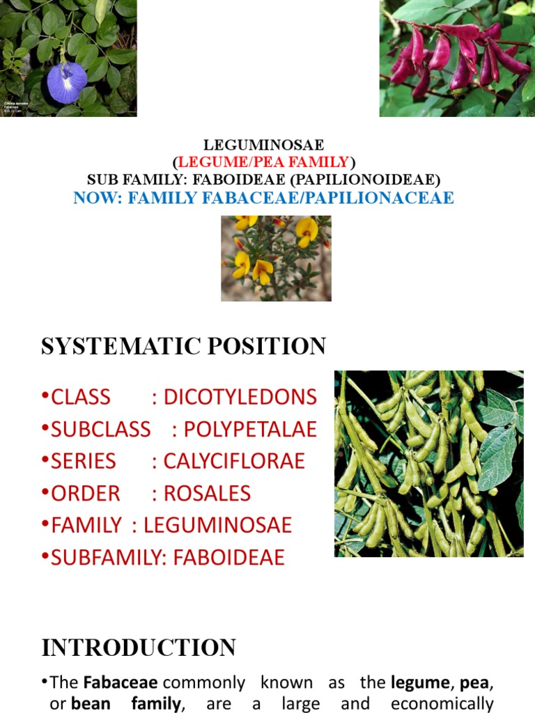Fboideae (Papilionaceae) | PDF | Plants | Plant Morphology