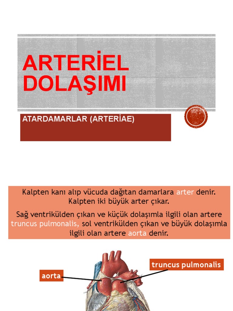3. ARTER DOLAŞIMI | PDF