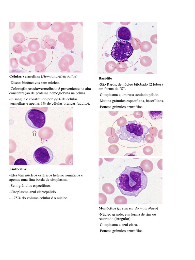 Hemácia e Leucócitos | PDF | Glóbulo branco | Especialidades médicas