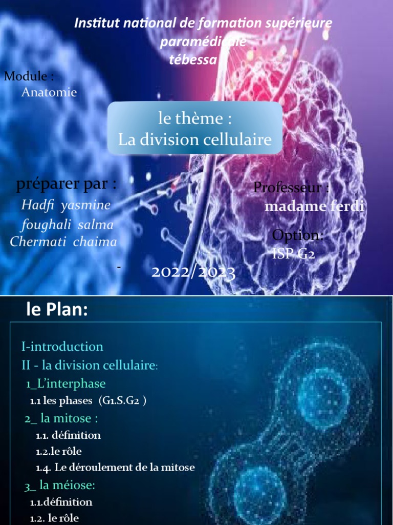 La Division Cellulaire : Mitose et Méiose | PDF | Mitose | Méiose
