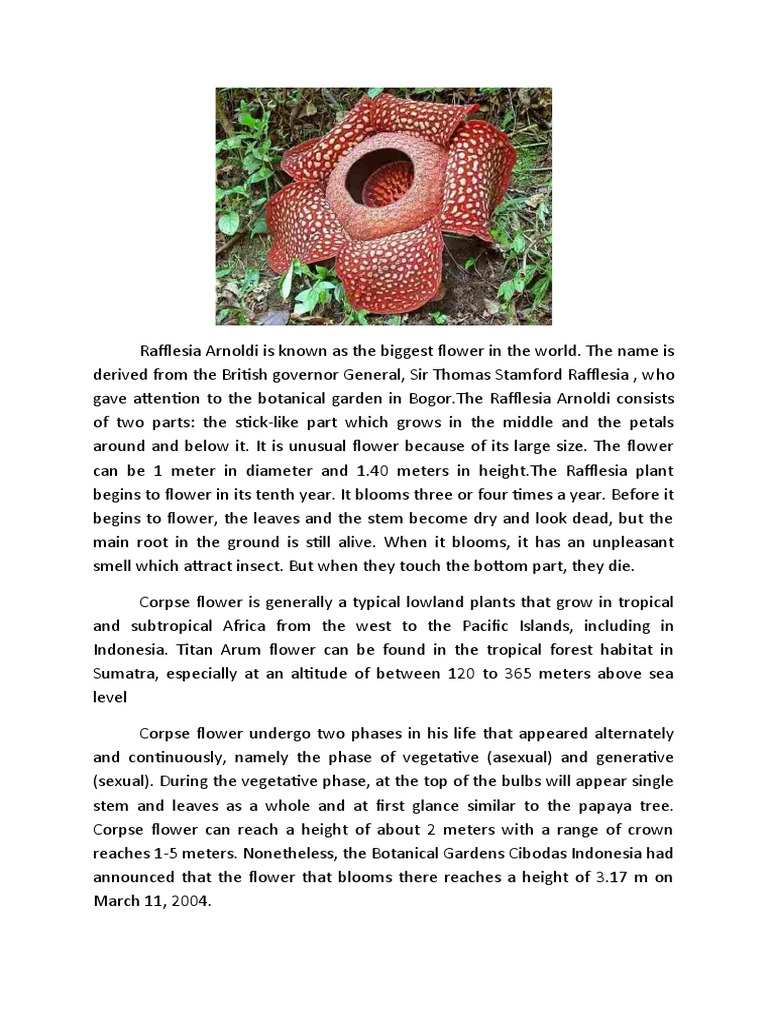 Rafflesia Arnoldi Is Known As The Biggest Flower in The World | PDF