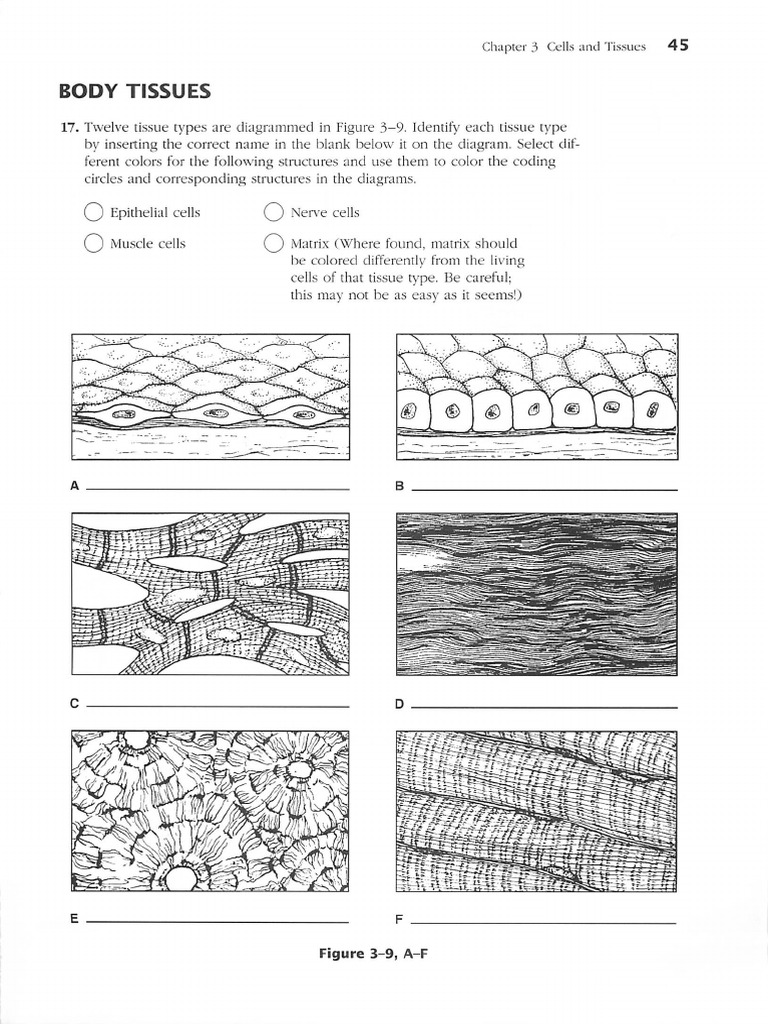 Anatomy - Chapter 3 Tissues WS | PDF | Epithelium | Tissue (Biology)