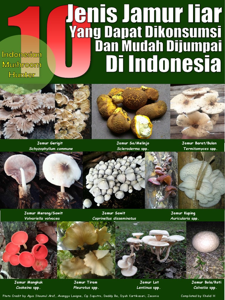 10 Jamur Edible - 1 | PDF