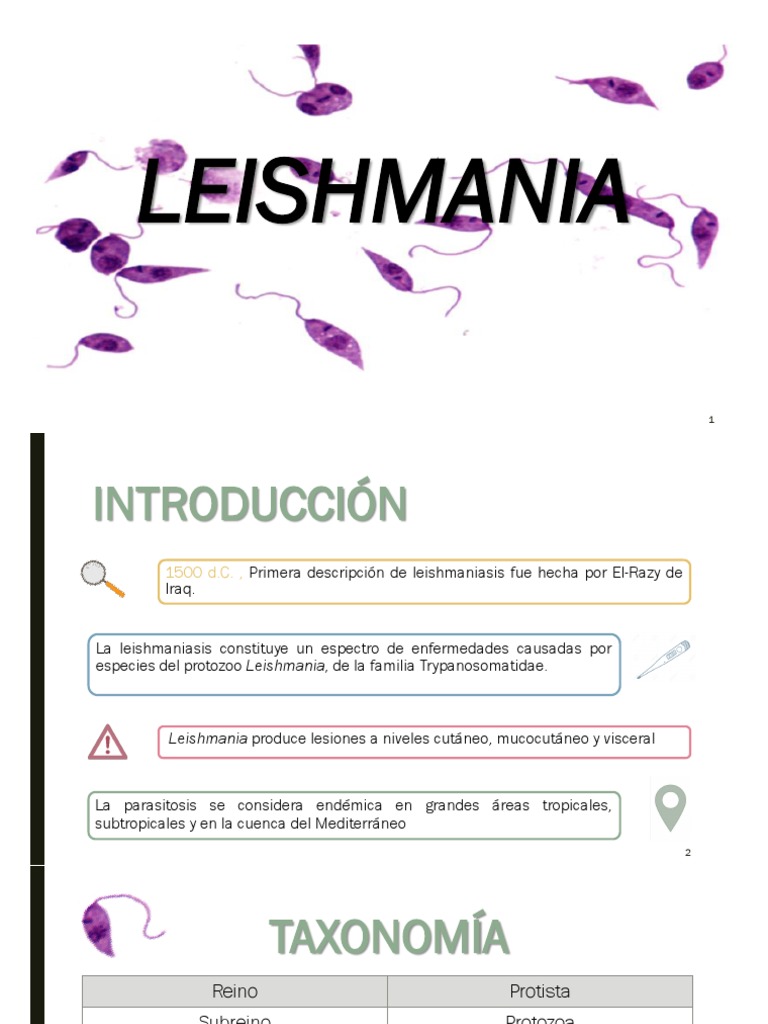 Leishmania tropica y sus formas infecciosas | PDF | Leishmania ...