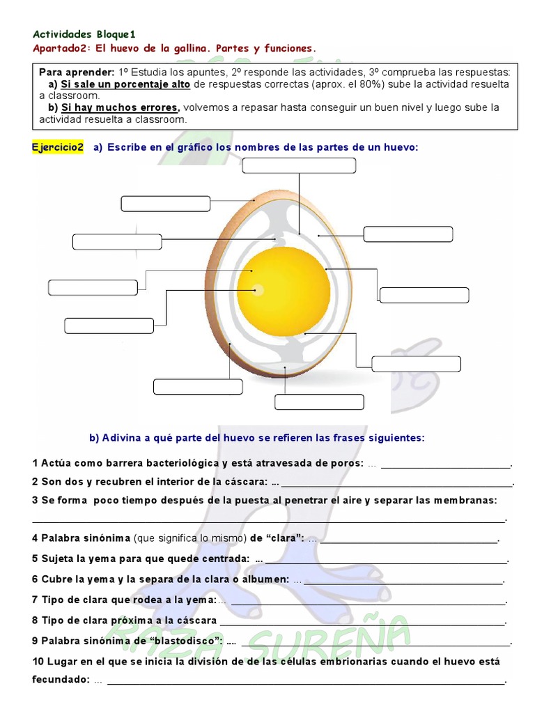 El Huevo Sus Partes y Funciones - Actividades de Repaso - Curso Juez/a ...