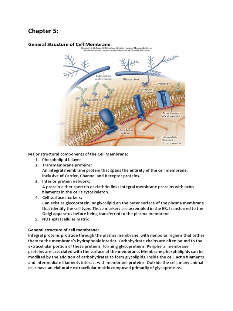Chapter 5 | PDF | Cell Membrane | Osmosis