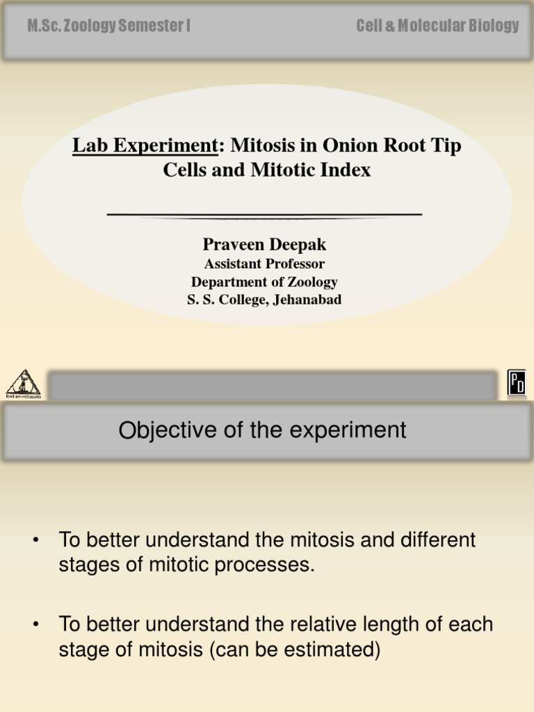Mitosis in Onion Root Tip Cells | PDF | Mitosis | Chromosome