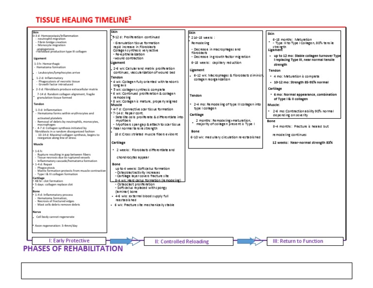 Tissue Healing Timeline | PDF | Wound Healing | Tendon
