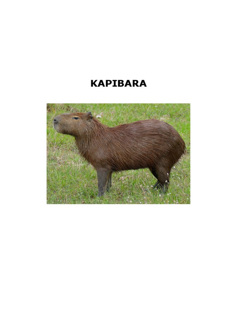 Kapibara | PDF