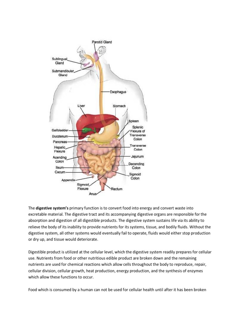 The Digestive System Anatomy | PDF