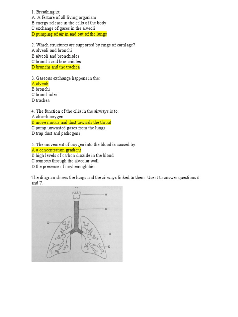 The Process of Respiration: An In-Depth Look at Gas Exchange, the ...