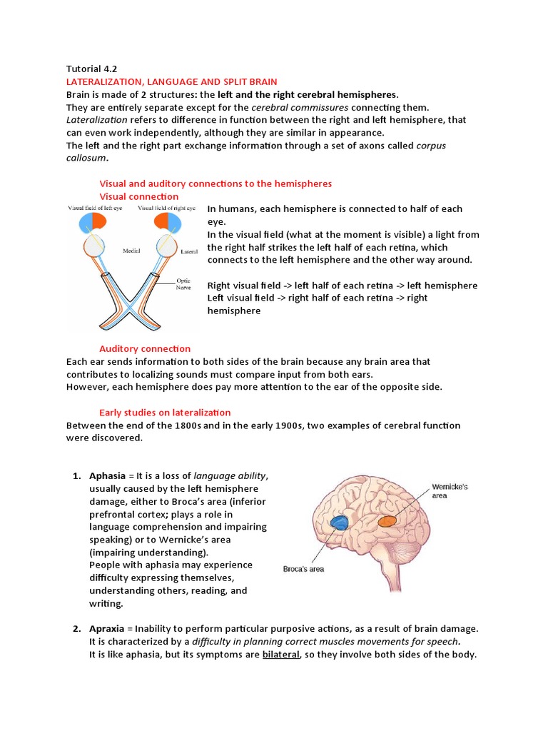 Tutorial 4.2 | PDF | Lateralization Of Brain Function | Cerebral Hemisphere