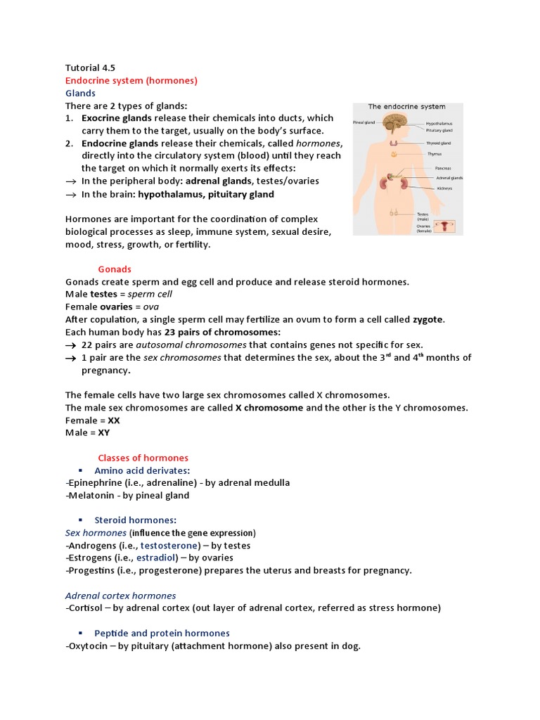Tutorial 4.5 | PDF | Hypothalamus | Endocrine System