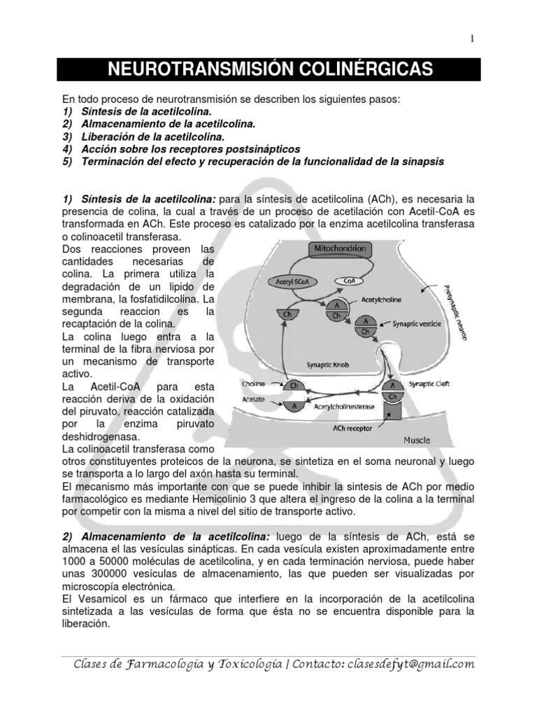 Neurotransmisión Colinérgica | PDF | Acetilcolina | Sinapsis