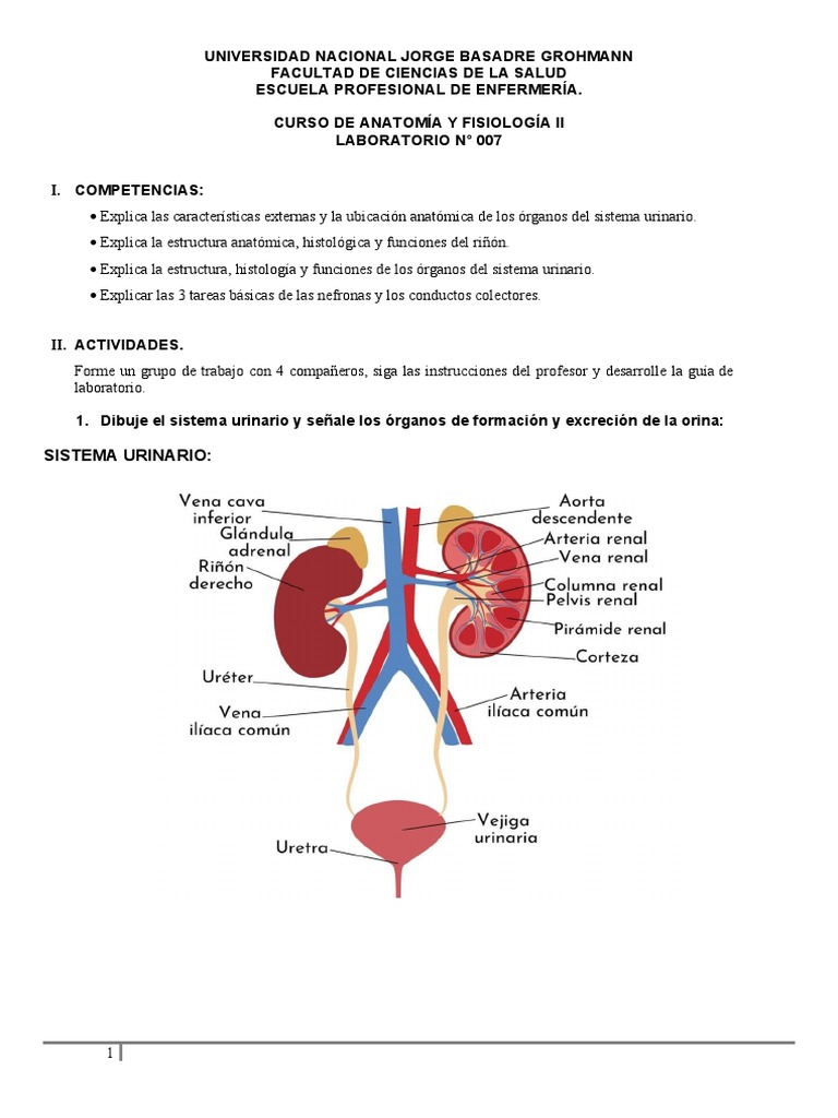 Anatomía y fisiología del sistema urinario | PDF | Riñón | Sistema urinario