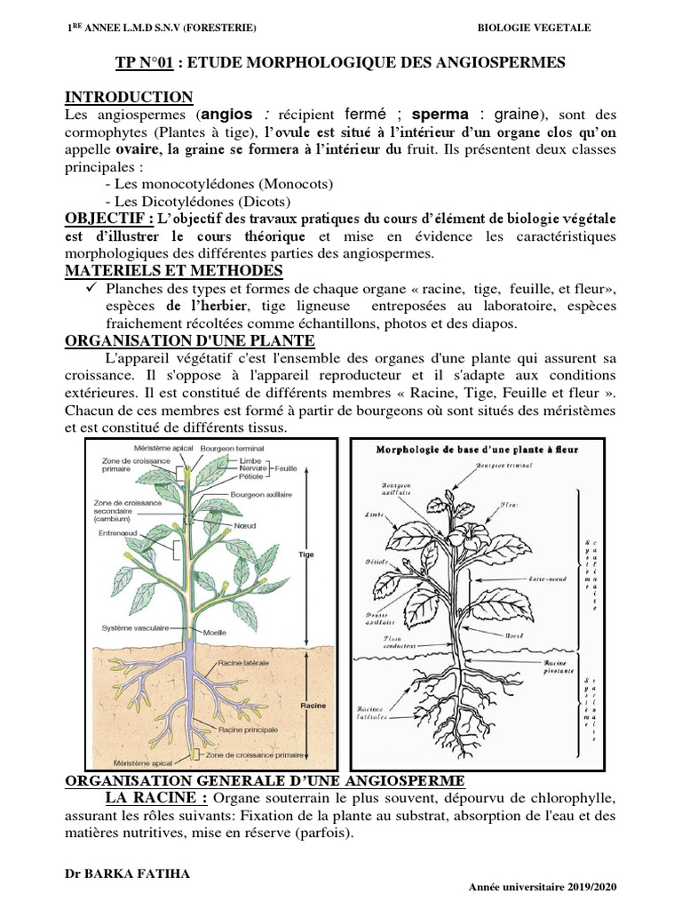 TP Biologie Végétale | Download Free PDF | Tige (Plante) | Racine