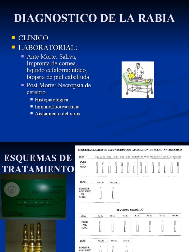 Rabia Canina Ii | PDF | Rabia | Especialidades Medicas