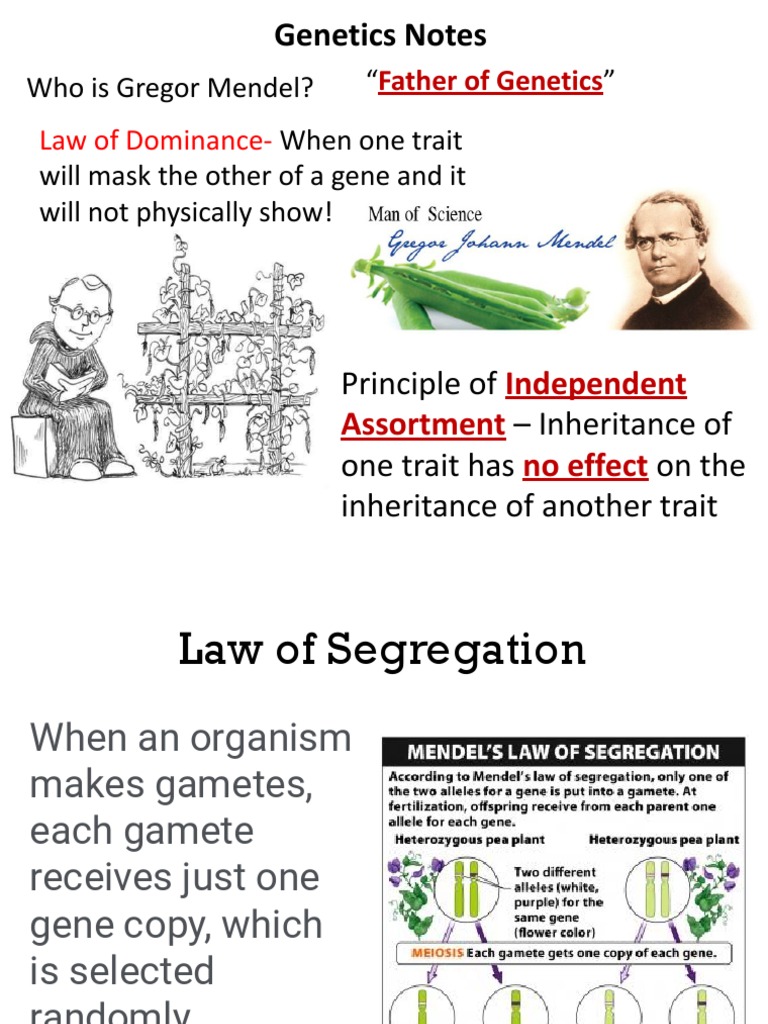 1-OG Genetics Powerpoint | PDF | Dominance (Genetics) | Zygosity