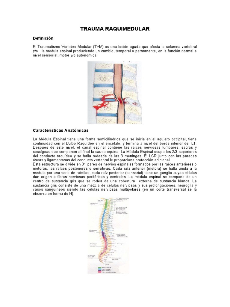 Traumatismo Vertebro Medular | PDF | Médula espinal | La columna vertebral