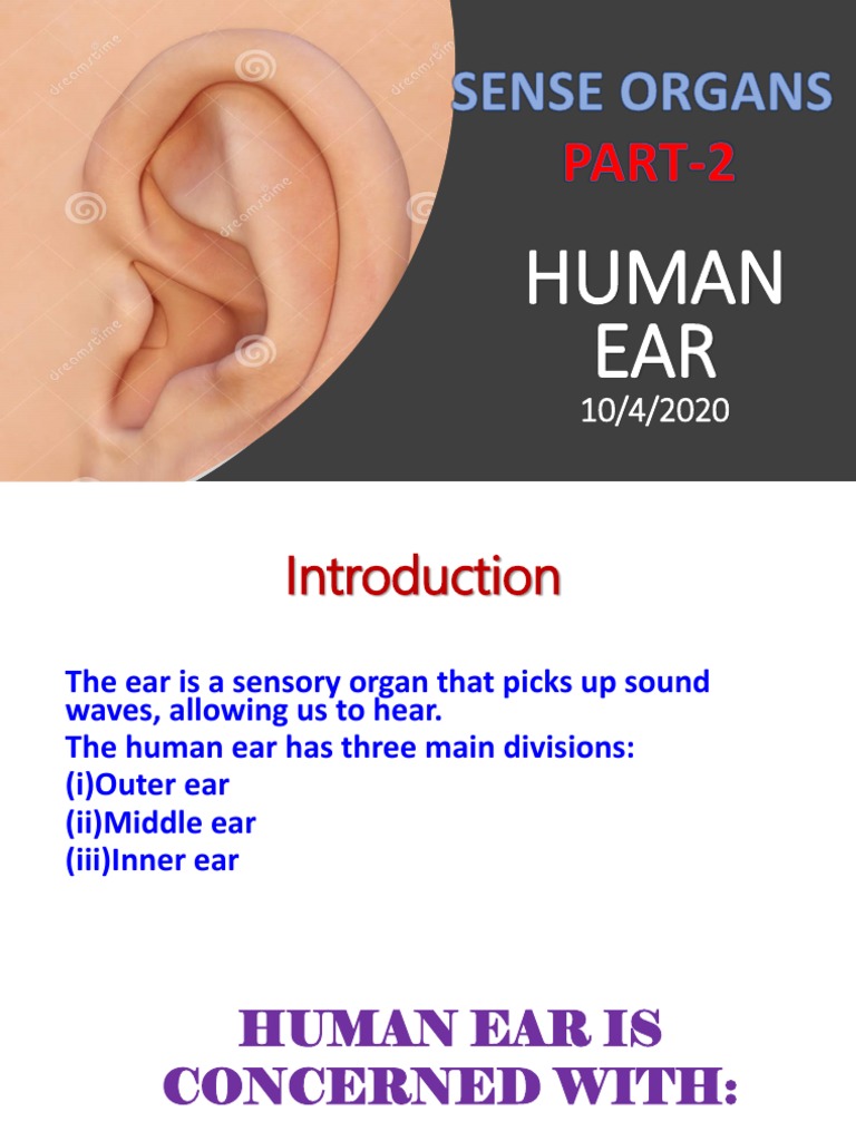 Sense Organ-Human Ear | PDF | Ear | Auditory System