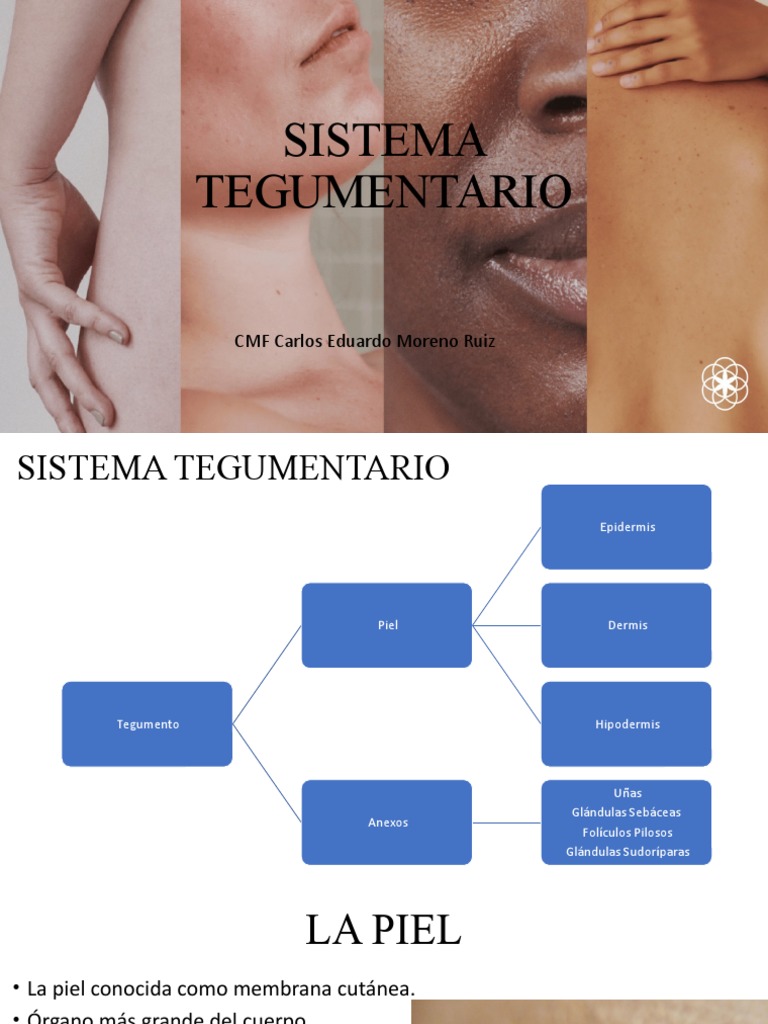 Sistema Tegumentario | PDF | Piel | Epidermis