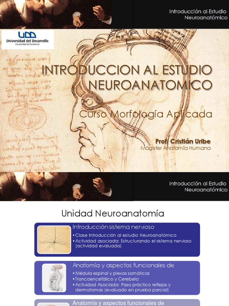 Generalidades De Neuroanatomía Pdf Sistema Nervioso Sistema